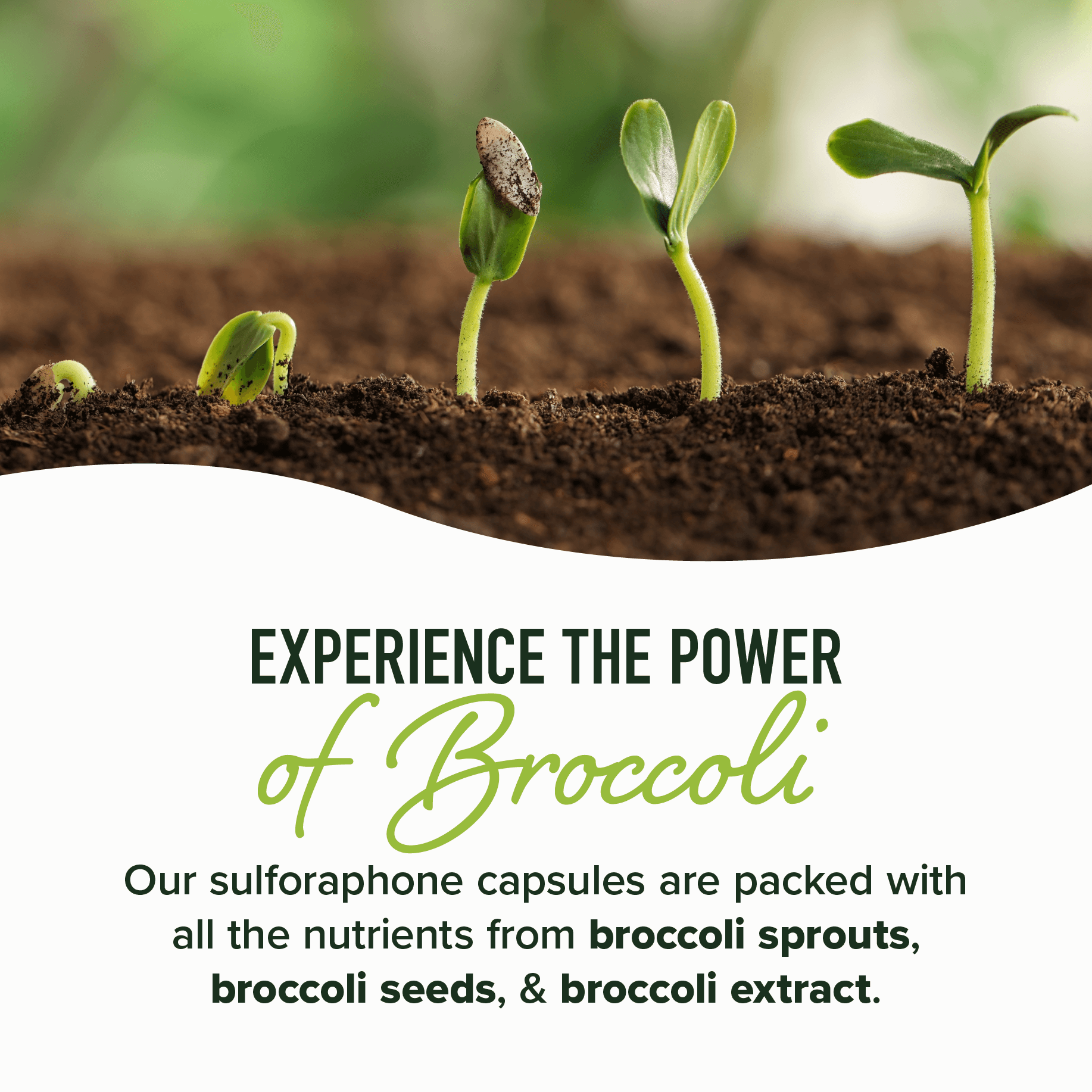 Sulforaphane Microbeadlet Complex 50MG, 60 Capsules - SMNutrition